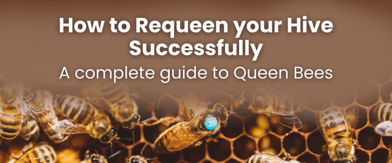 How to Requeen your hive successfully - A complete guide to Queen Bees