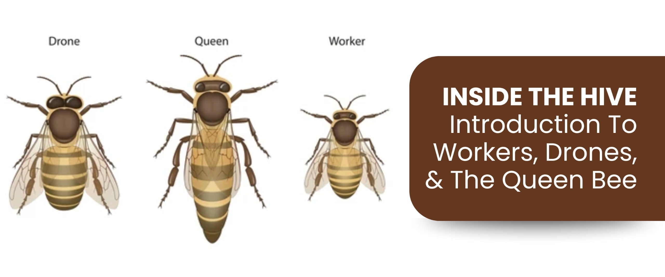 Inside the Hive: Introduction To Workers, Drones, and The Queen Bee
