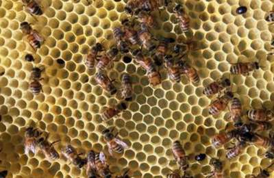 Honey Bee Hive Beetles Infestation