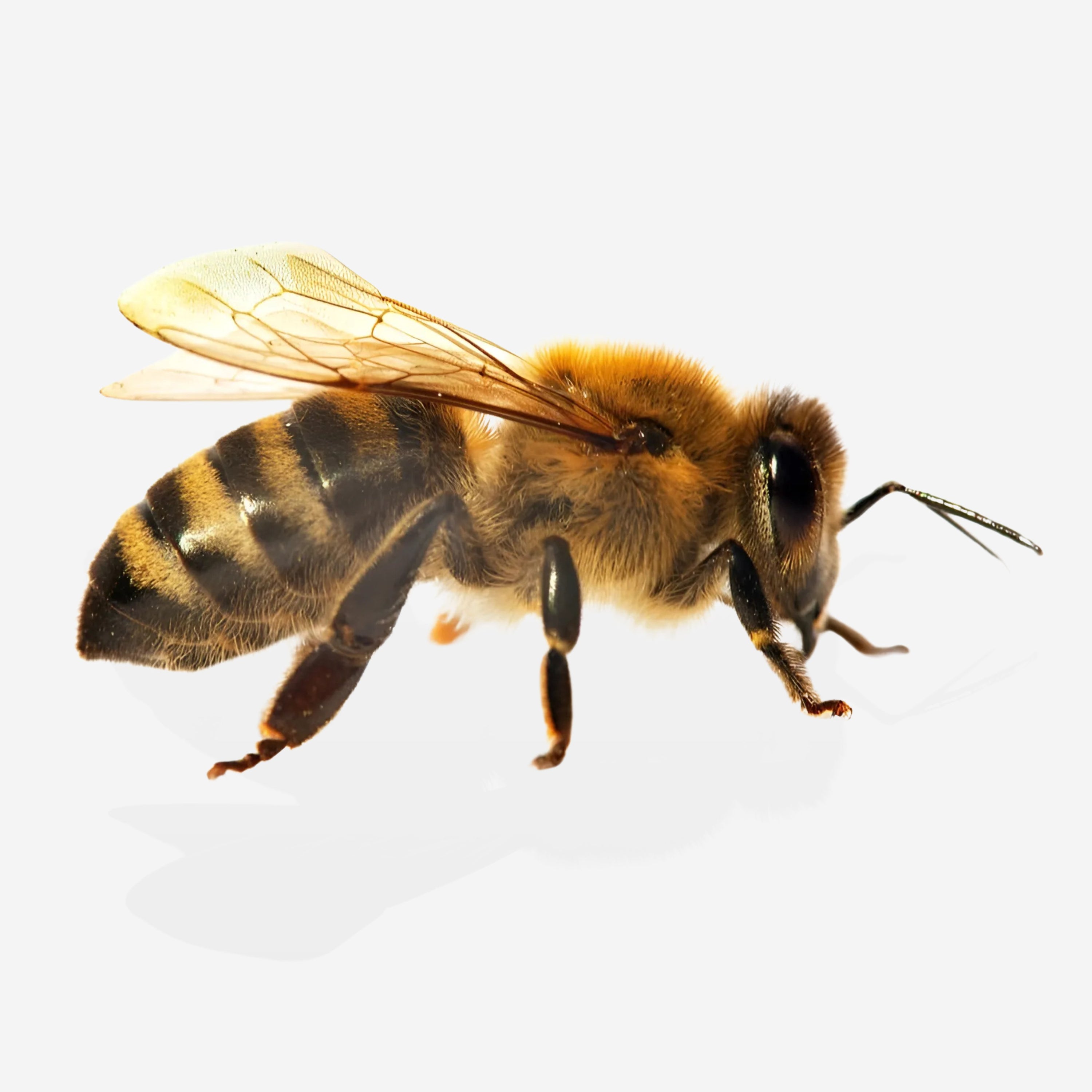 Buy Quality Beekeeping Supplies | Beekeeping Gear