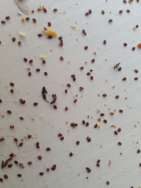 Buy Varroa Mite Sticky Board with or without a Mesh Bottom