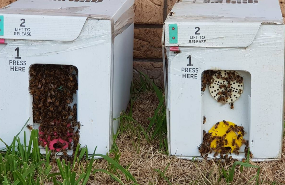 Buy Healthy and Productive Live Bees | Beekeeping Gear